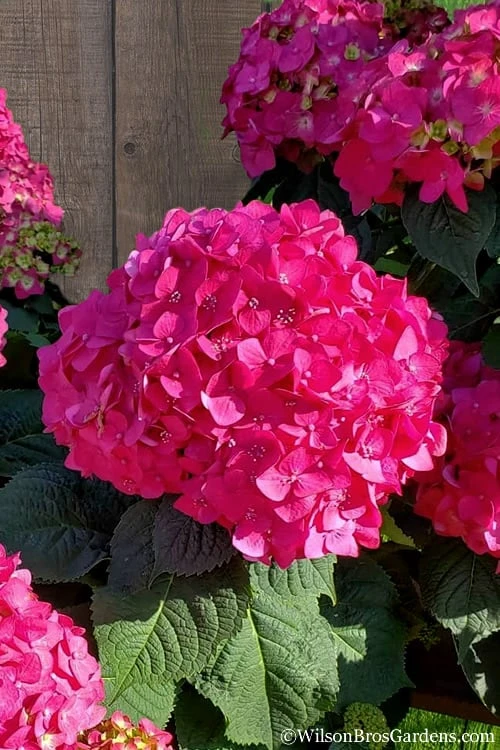 Let Hydrangeas Zone Be Your Price Guide for the Most Affordable Summer ...